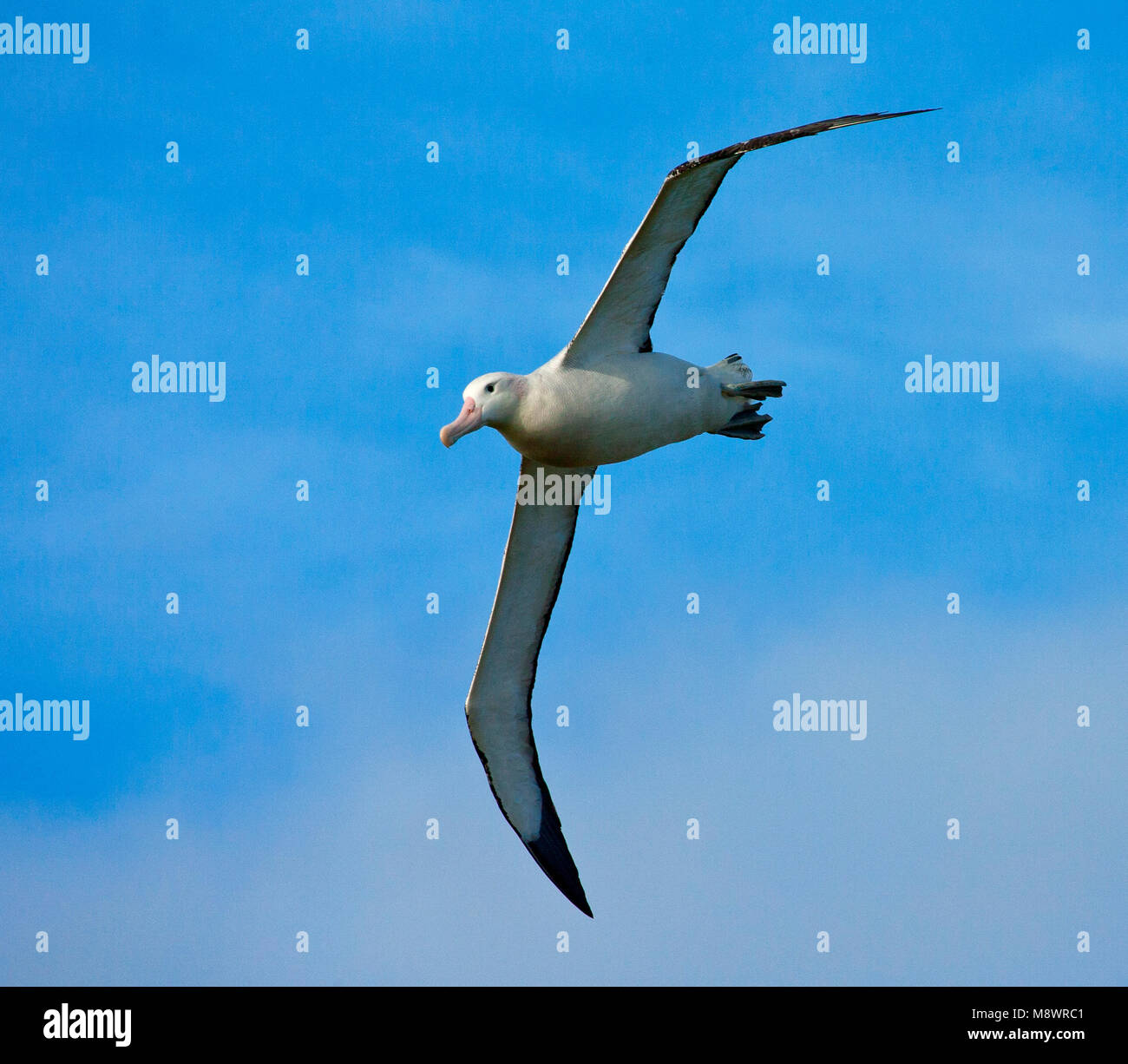 Georgia grote hi-res stock photography and images - Alamy