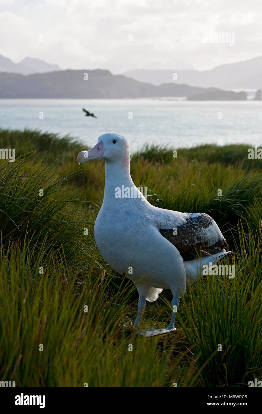 Grote Albatros staand; Snowy (Wandering) Albatross standing Stock Photo ...
