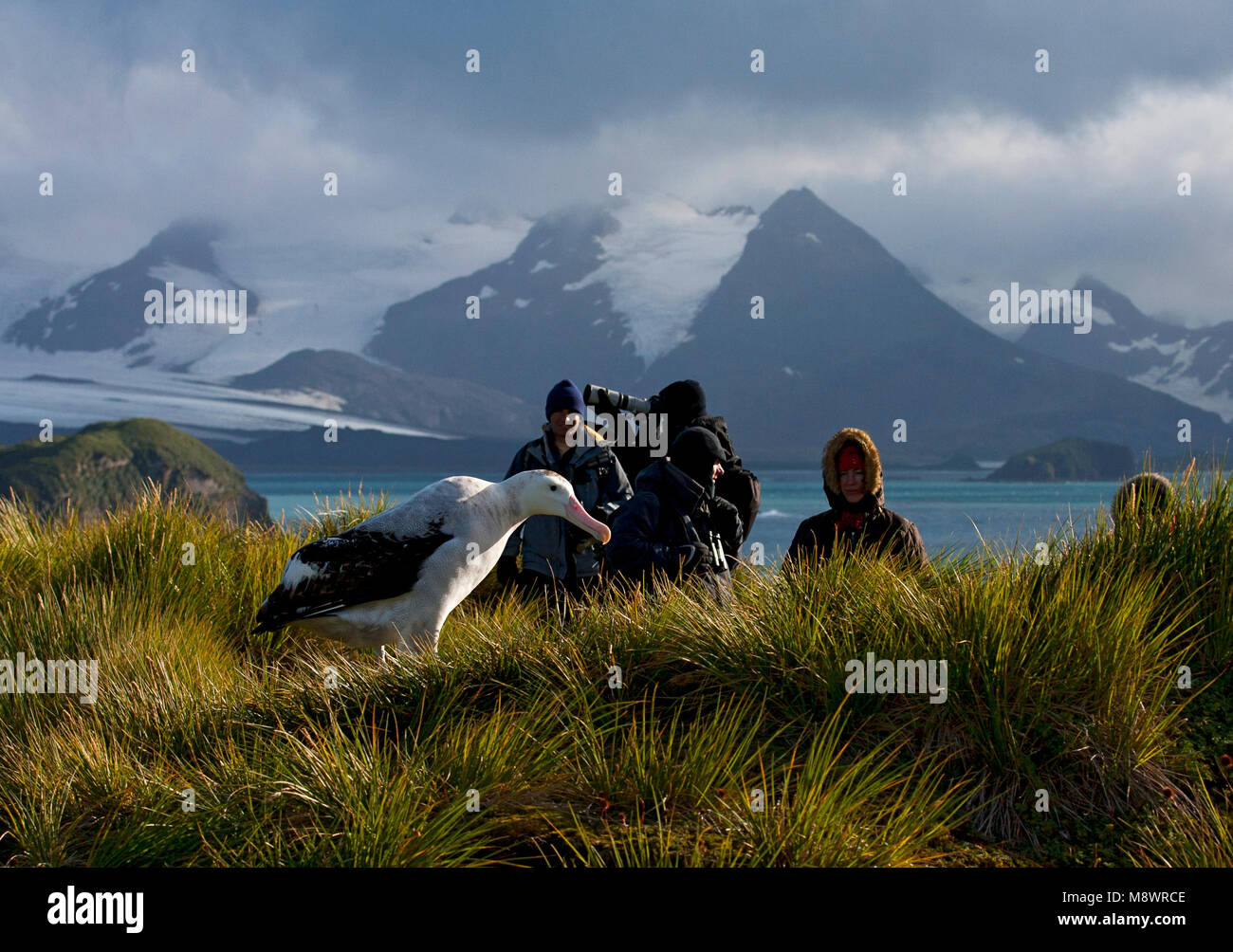 Grote Albatros staand; Snowy (Wandering) Albatross standing Stock Photo ...