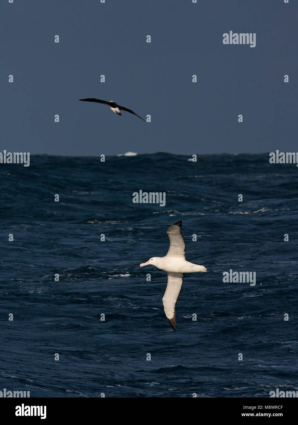 Grote Albatros vliegend; Snowy (Wandering) Albatross flying Stock Photo ...