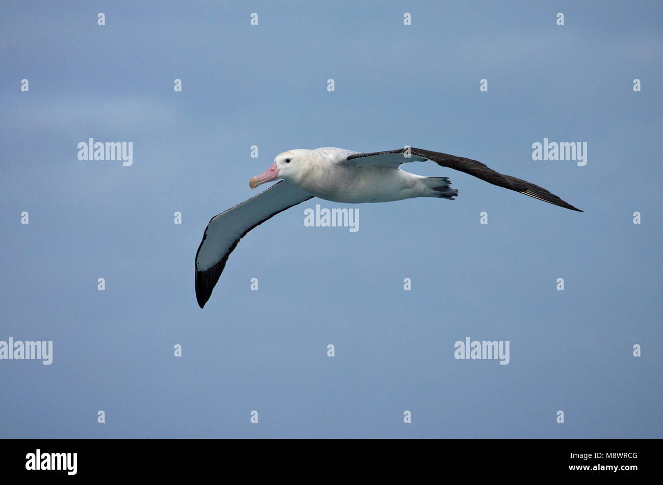 Grote Albatros vliegend; Snowy (Wandering) Albatross flying Stock Photo ...