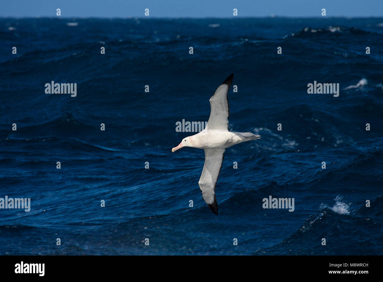 South georgia albatros hi-res stock photography and images - Alamy