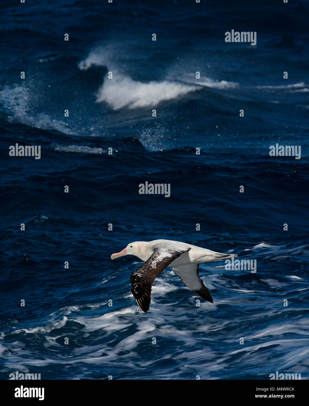 Grote Albatros vliegend; Snowy (Wandering) Albatross flying Stock Photo ...