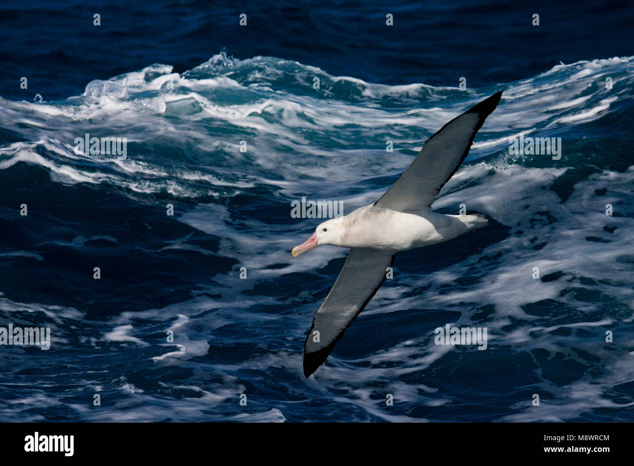 Grote Albatros vliegend; Snowy (Wandering) Albatross flying Stock Photo ...