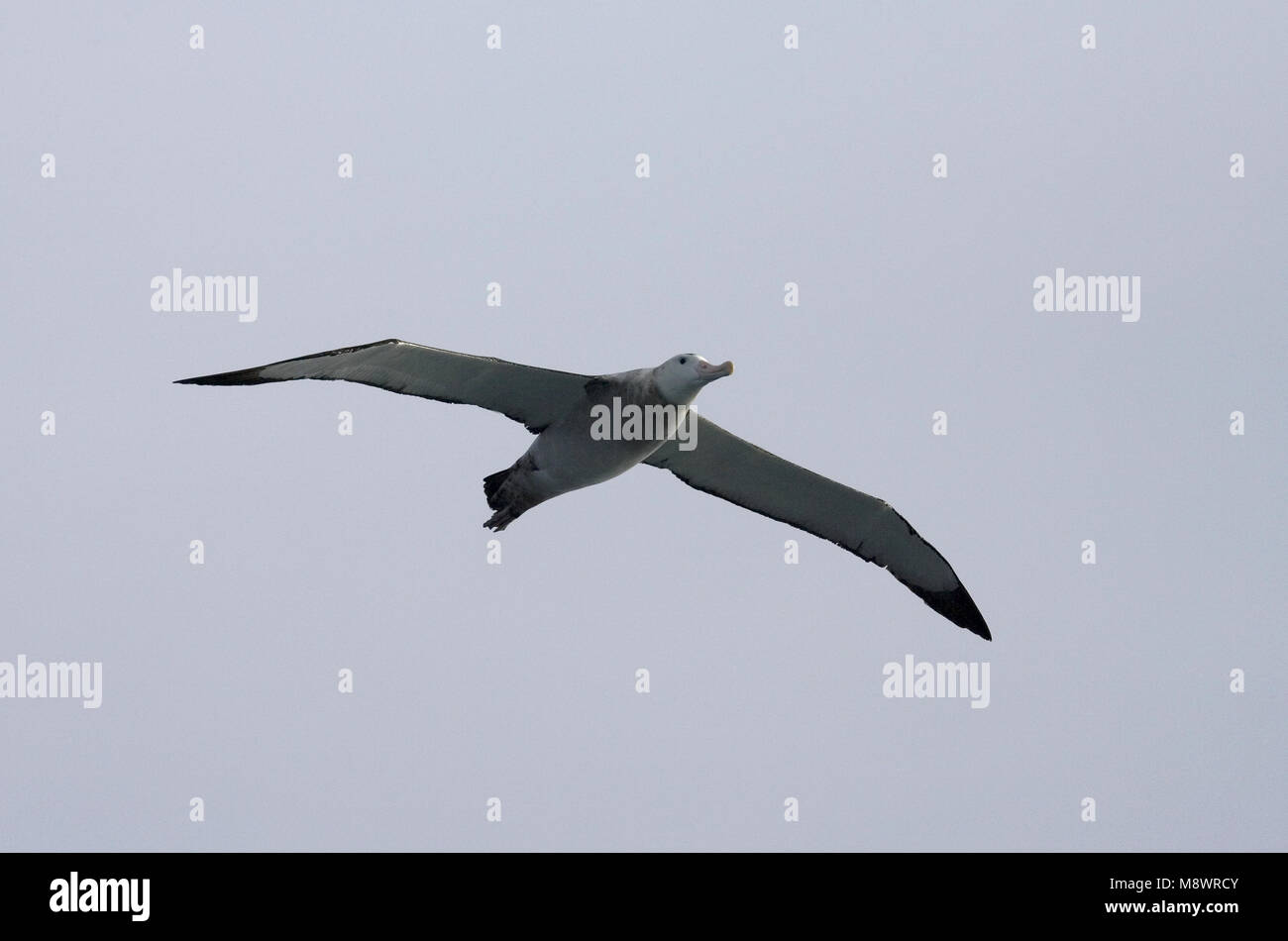 Snowy (Wandering) Albatross flying; Grote Albatros vliegend Stock Photo ...