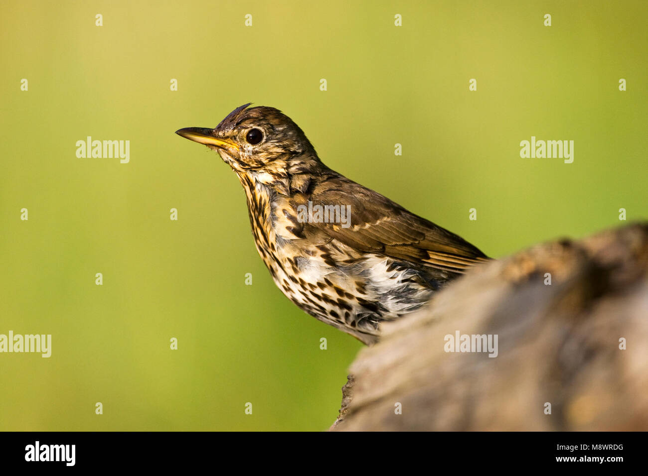 Thrush hi-res stock photography and images - Alamy