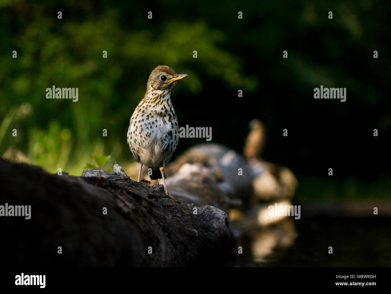 Thrush hi-res stock photography and images - Alamy
