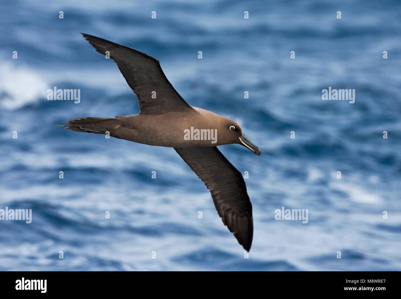 Zwarte Albatros in vlucht; Sooty Albatros in flight Stock Photo - Alamy