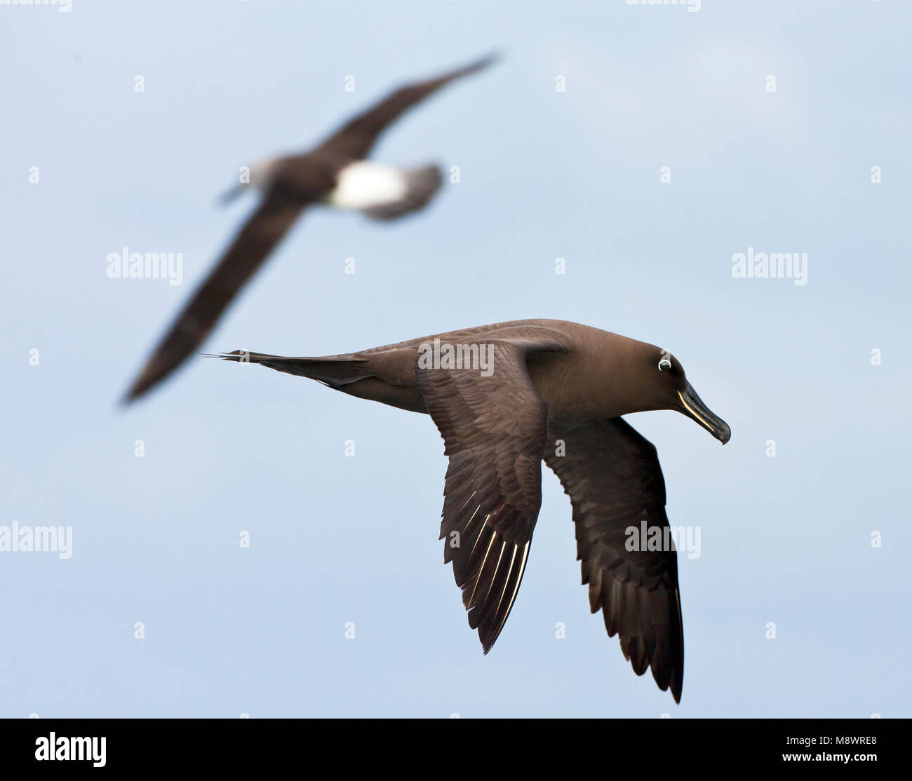 Zwarte Albatros in vlucht; Sooty Albatros in flight Stock Photo - Alamy