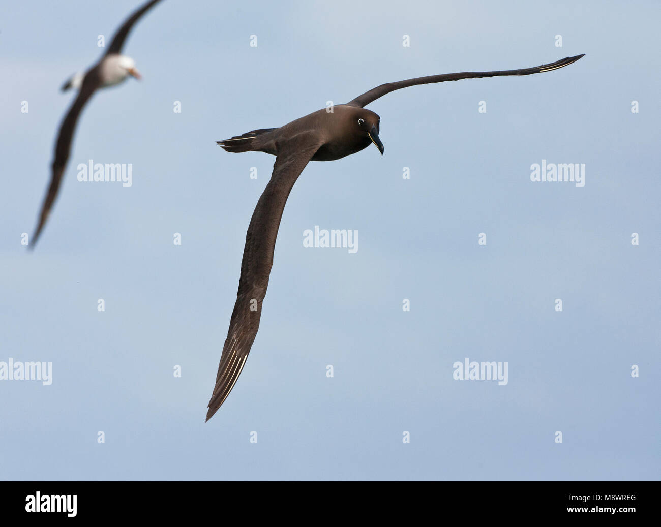 Zwarte Albatros in vlucht; Sooty Albatros in flight Stock Photo - Alamy