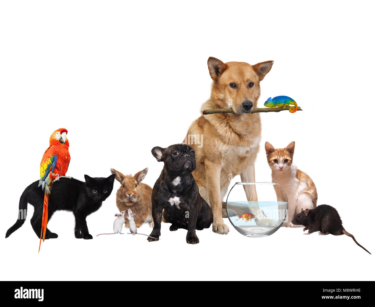 Group of Pets. Isolated on white background Stock Photo - Alamy