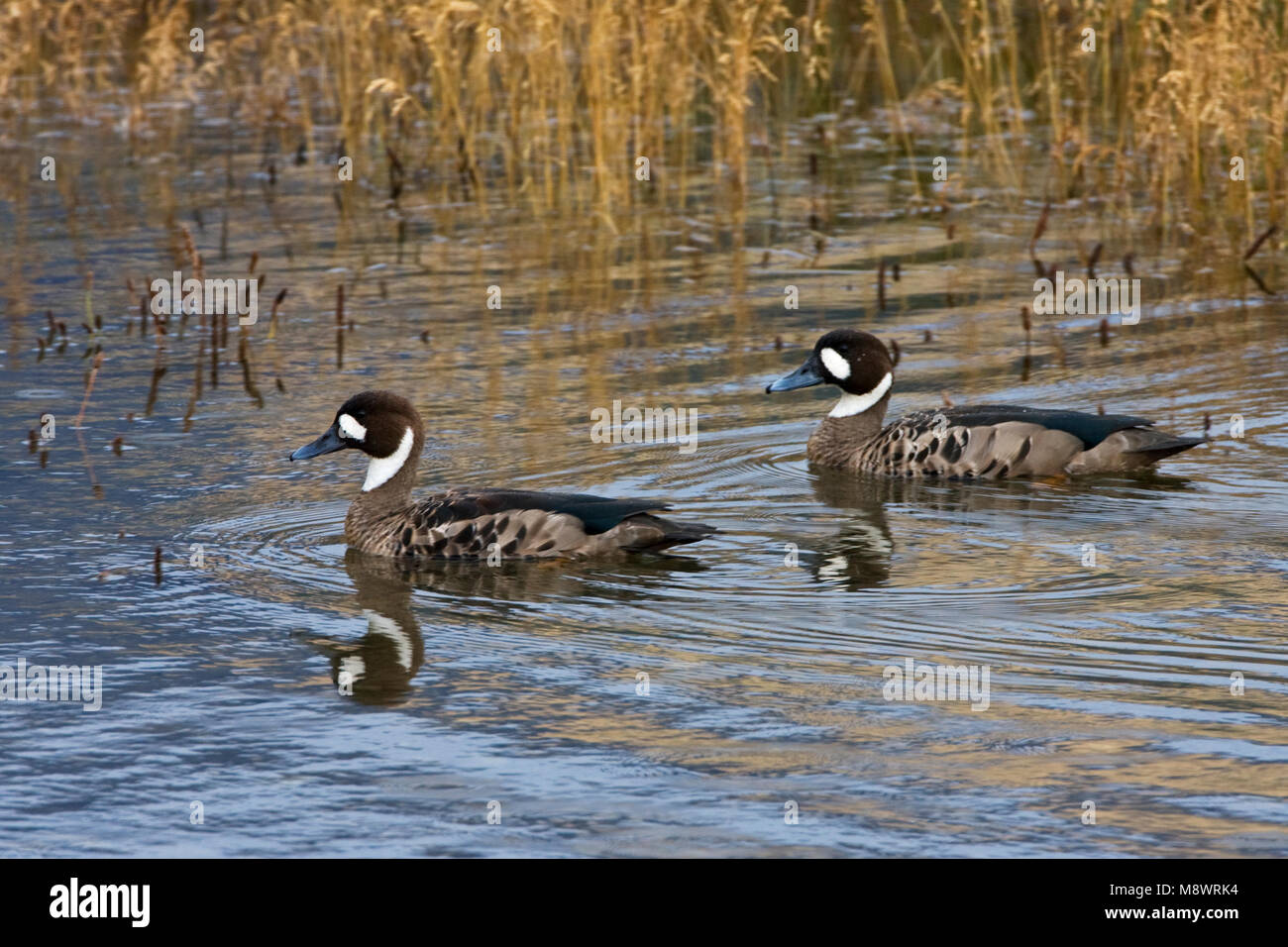 Bronsvleugeleend, Spectacled Duck, Speculanas specularis Stock Photo ...