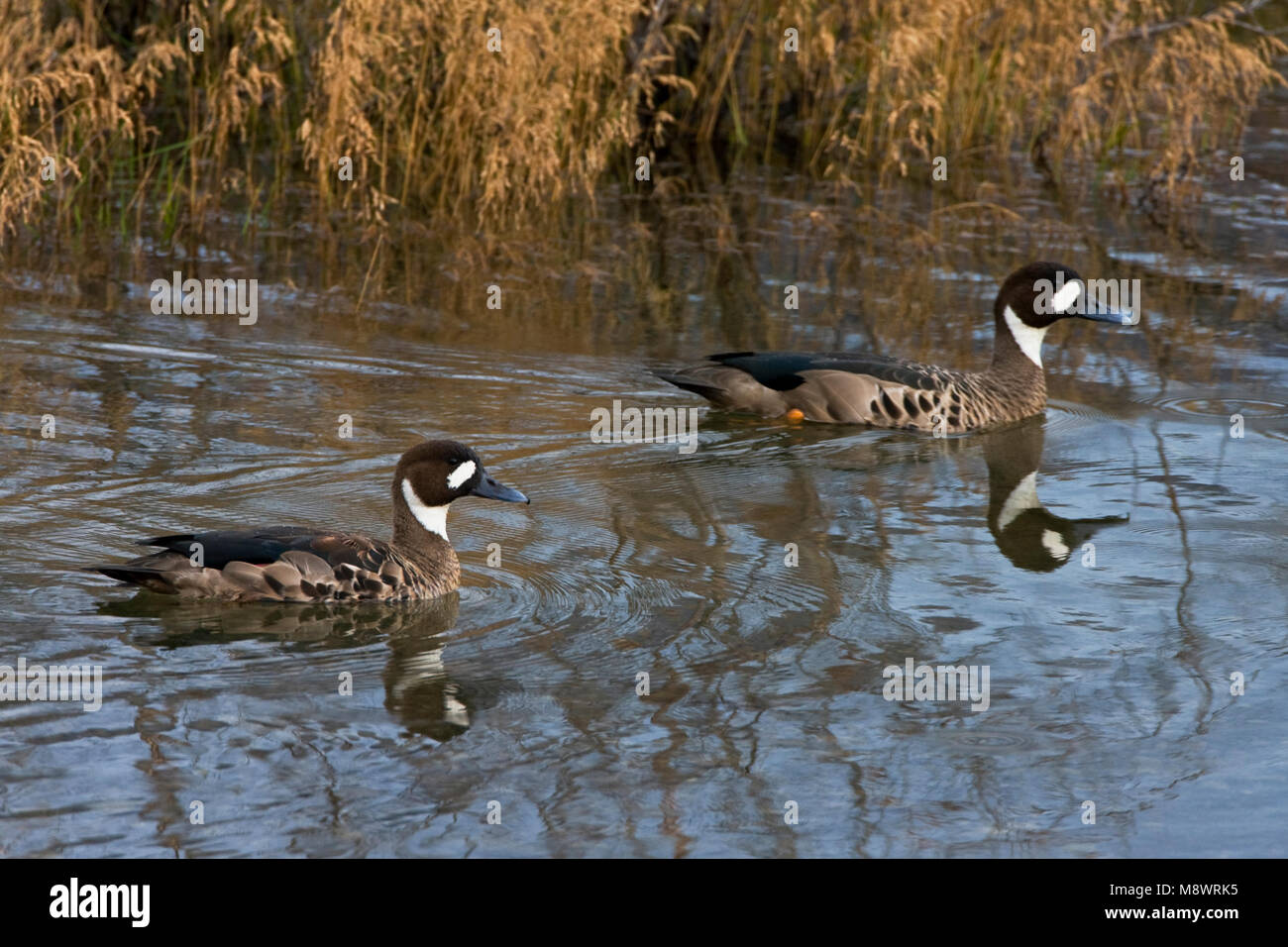 Spectacled duck hi-res stock photography and images - Alamy