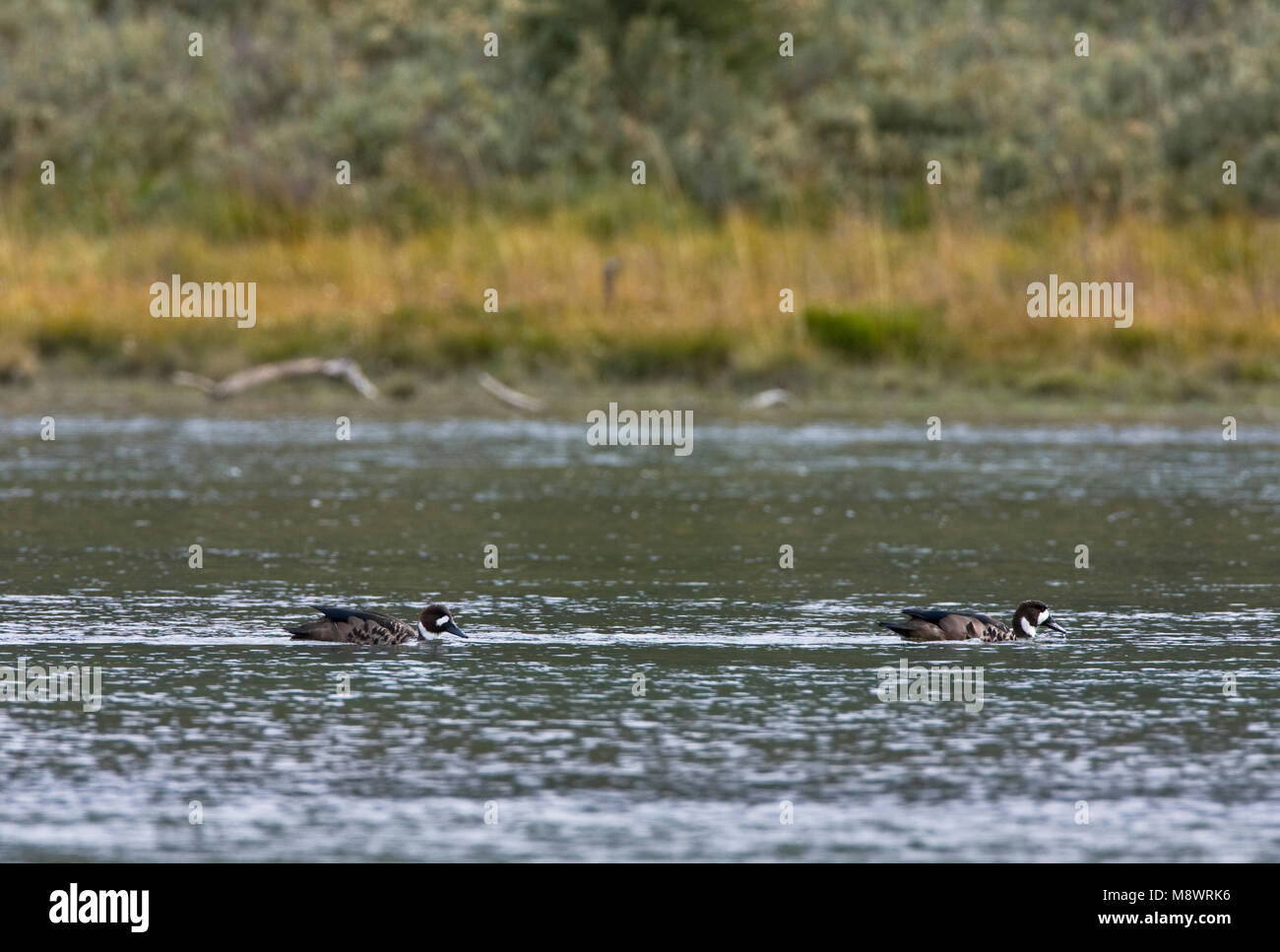 Bronsvleugeleend, Spectacled Duck, Speculanas specularis Stock Photo ...