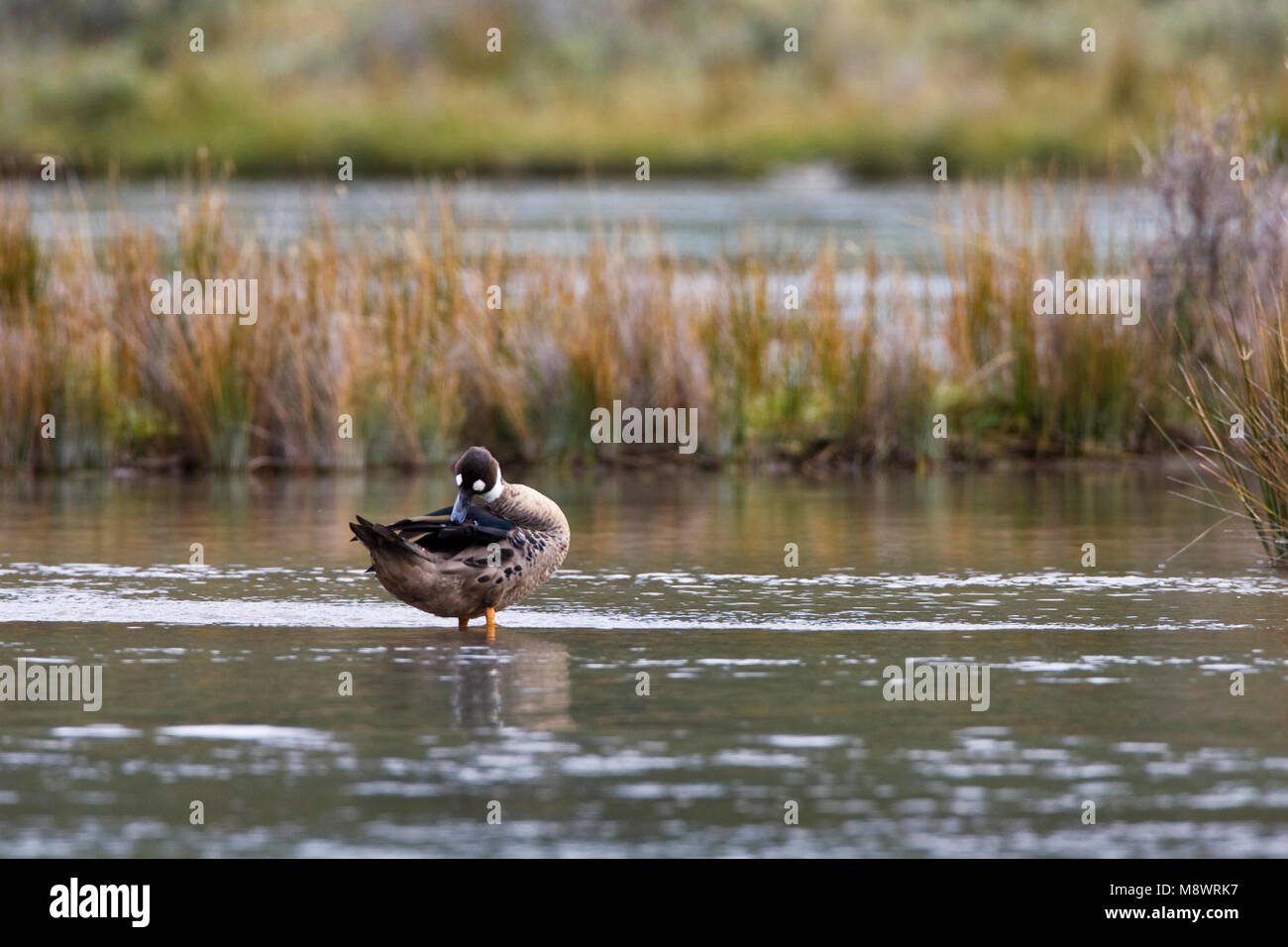 Bronsvleugeleend, Spectacled Duck, Speculanas specularis Stock Photo ...