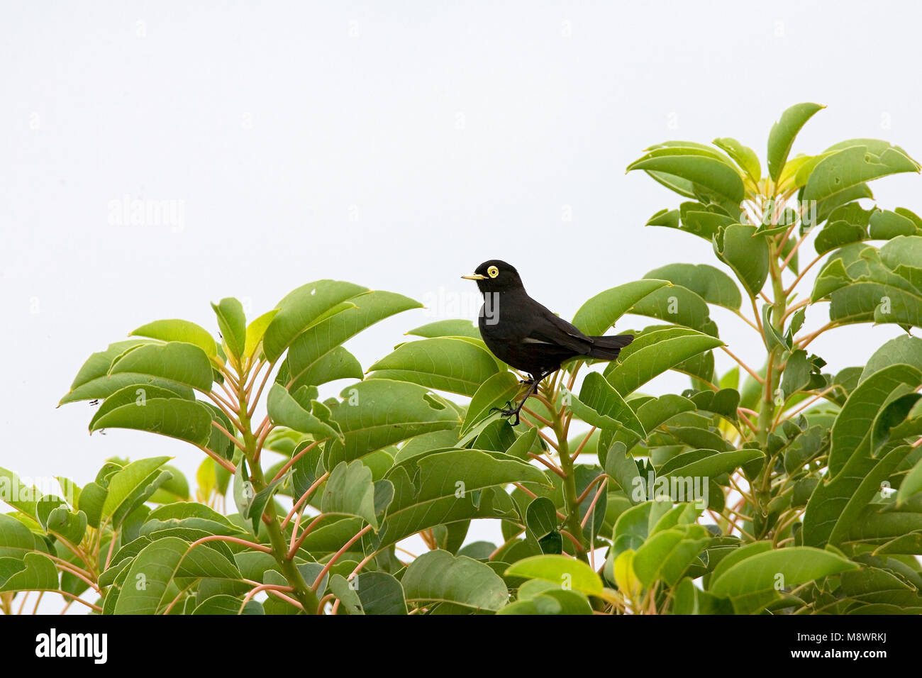 Genus hymenops hi-res stock photography and images - Alamy