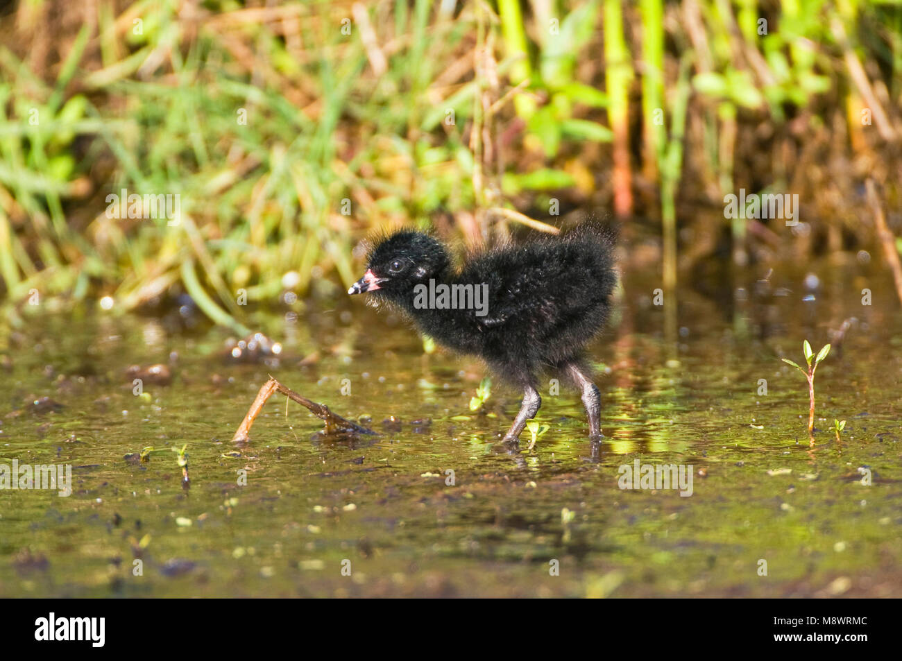 Spotted crake hi-res stock photography and images - Alamy