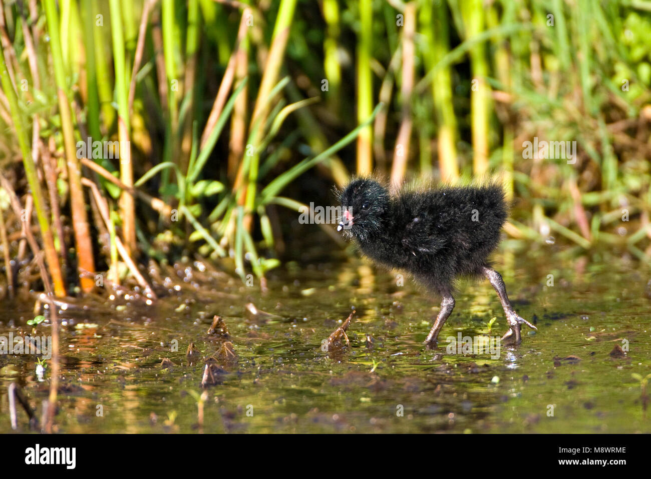 Spotted crake hi-res stock photography and images - Alamy