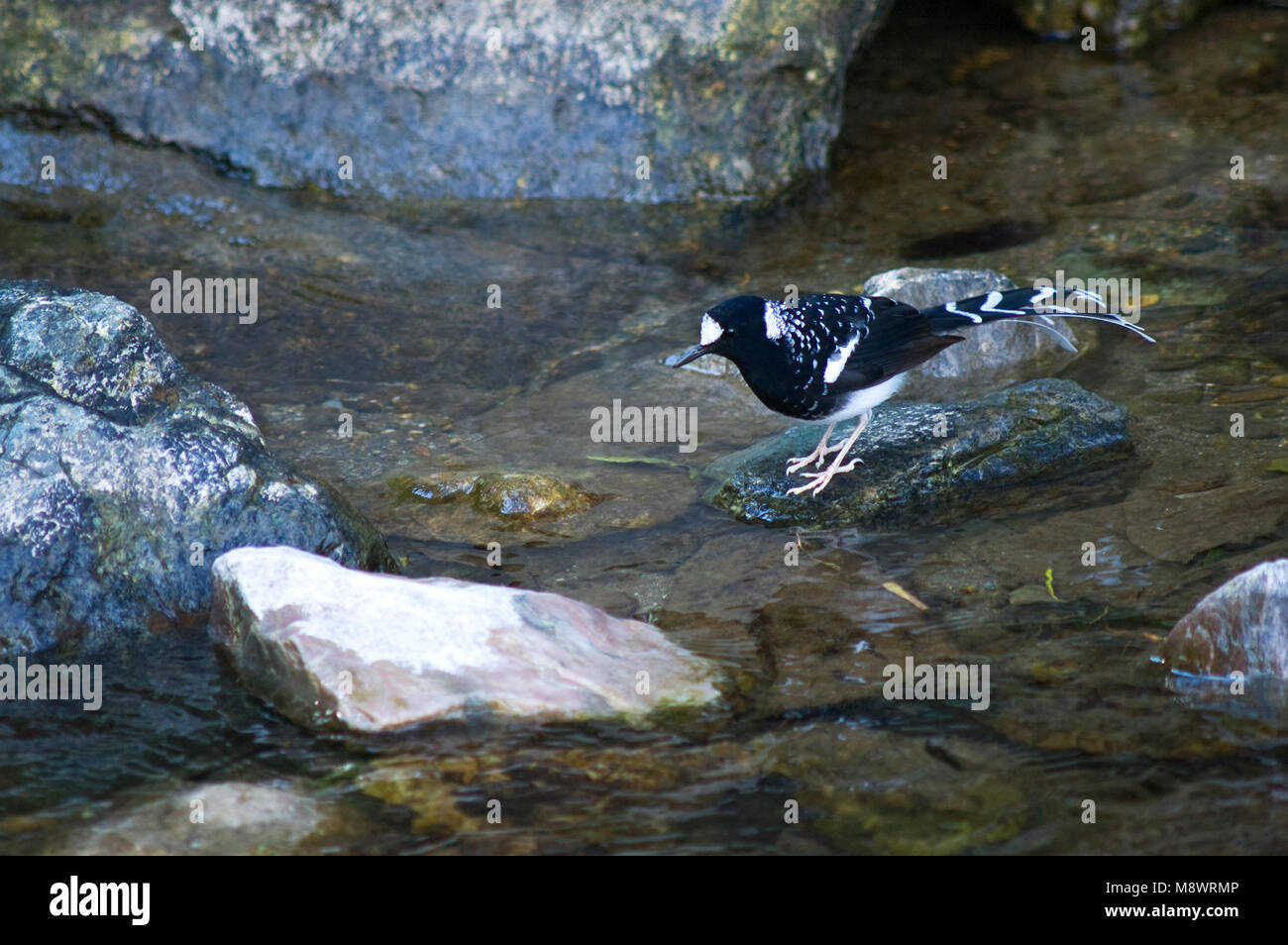 Forktail bird hi-res stock photography and images - Alamy