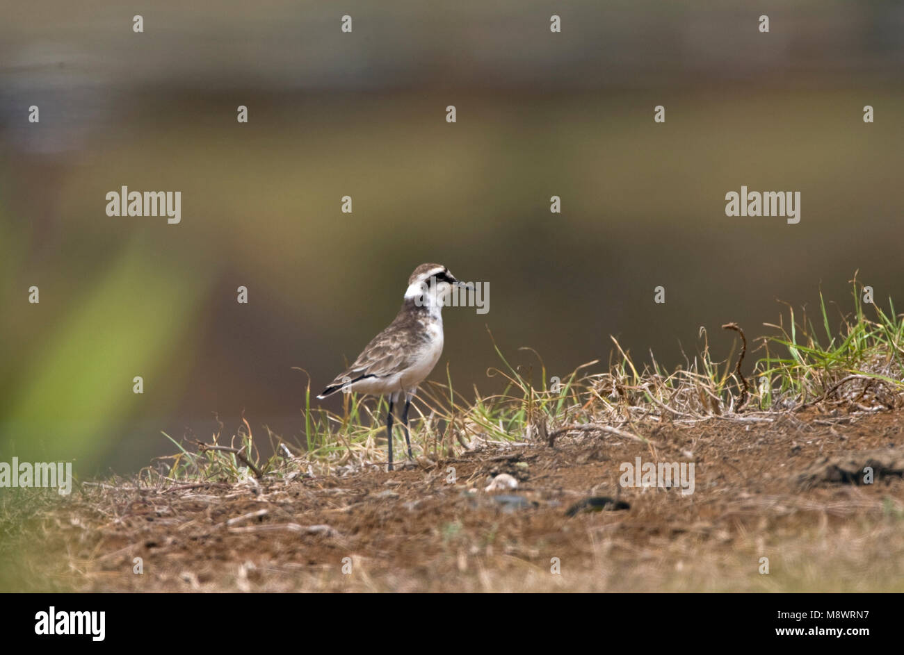 St helena plover hi-res stock photography and images - Alamy