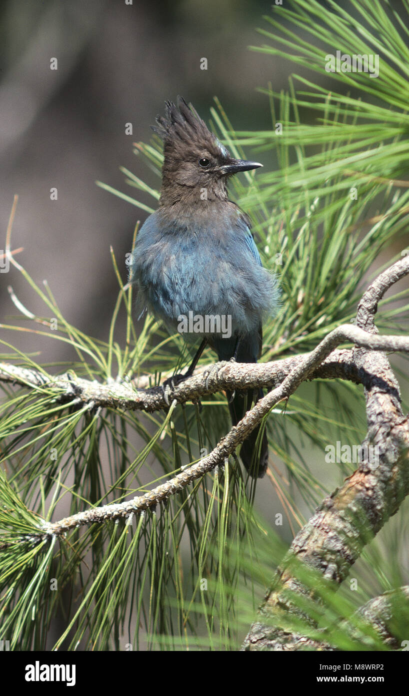 Jay north hi-res stock photography and images - Alamy
