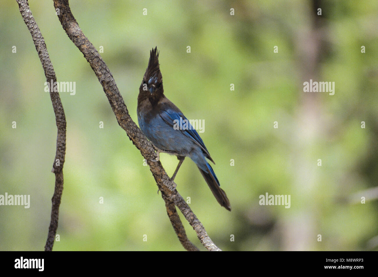 Jay north hi-res stock photography and images - Alamy