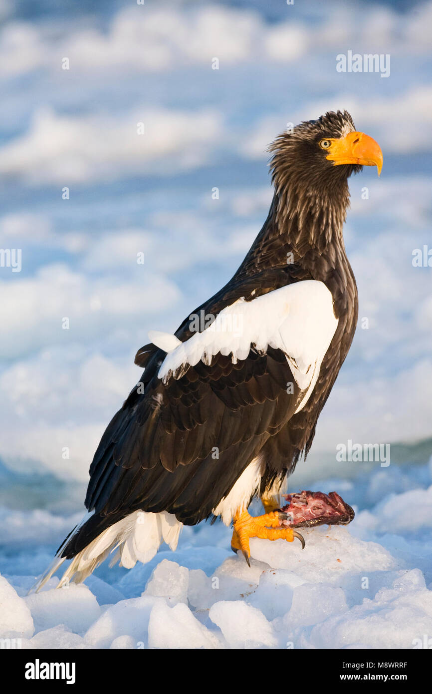 Steller-zeearend, Stellers Sea-eagle Stock Photo - Alamy