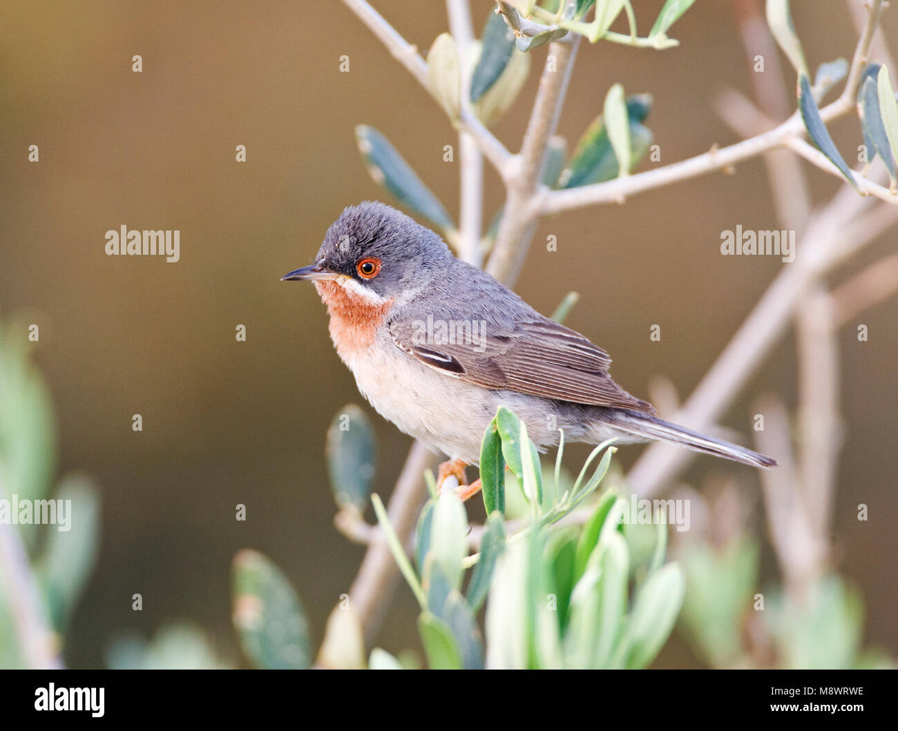 Mannetje Oostelijke Baardgrasmus; Male Eastern Subalpine Warbler Stock ...