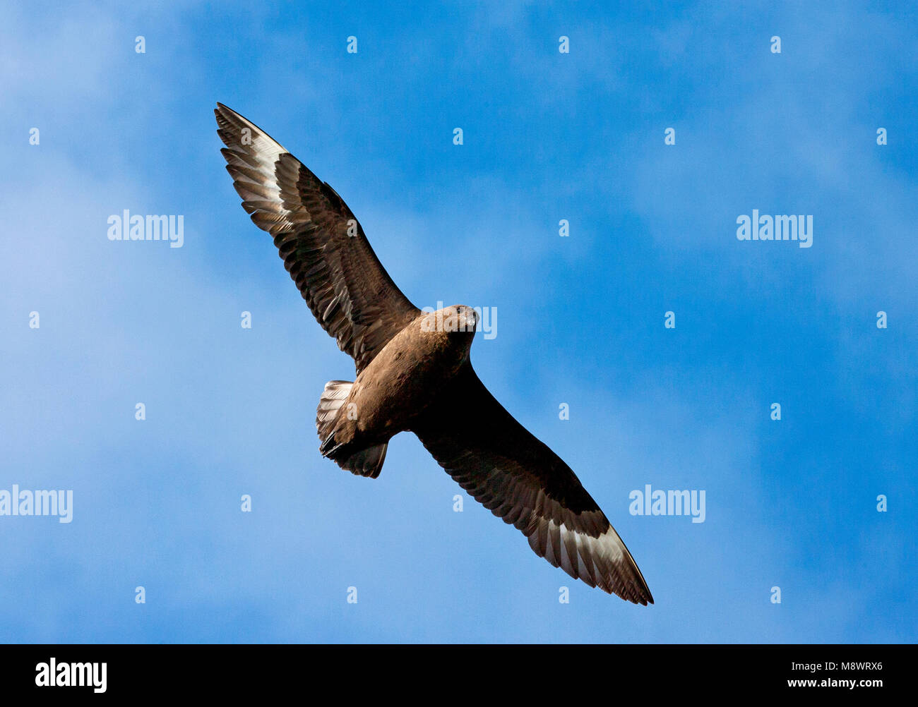 Subantarctische Grote Jager vliegend; Subantarctic Skua flying Stock ...