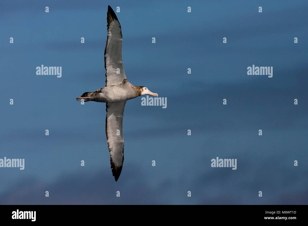 Tristan albatros hi-res stock photography and images - Alamy