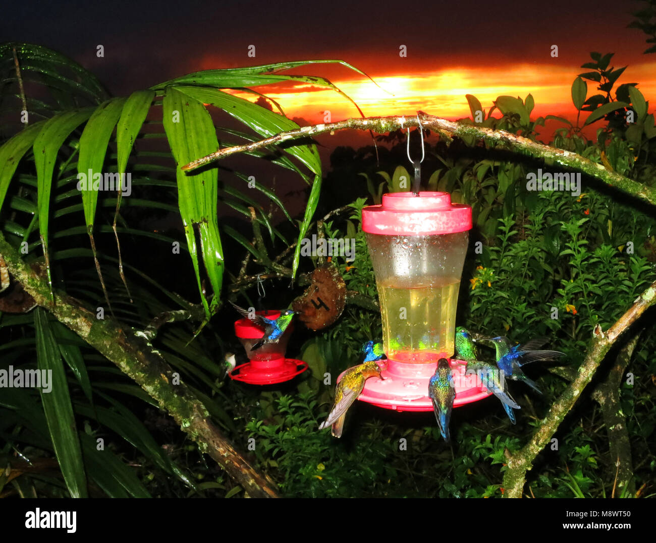 Colibrí dorado hi-res stock photography and images - Alamy