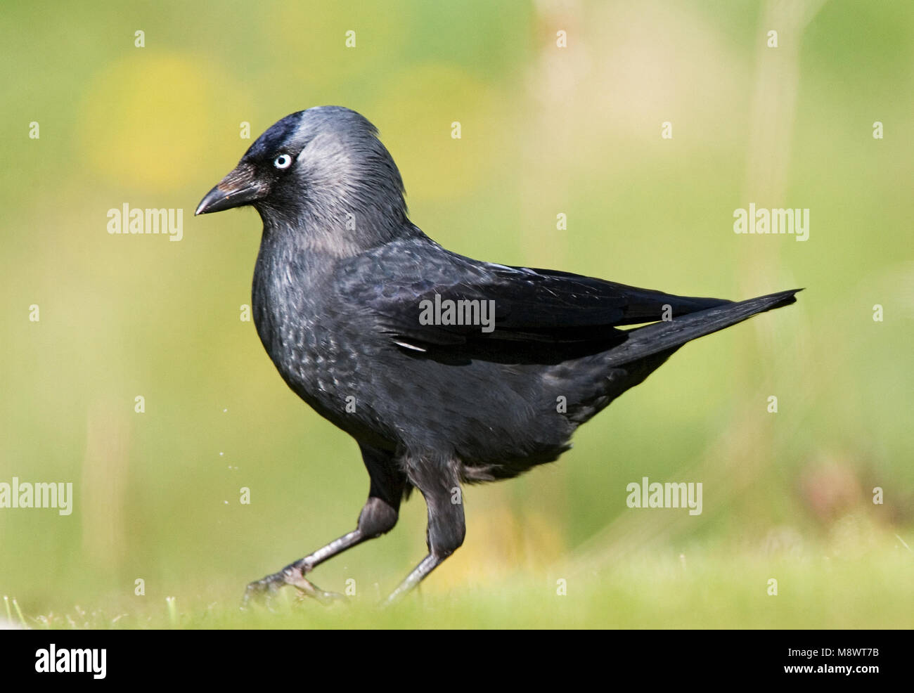 Common Jackdaw sitting; Kauw zittend Stock Photo - Alamy