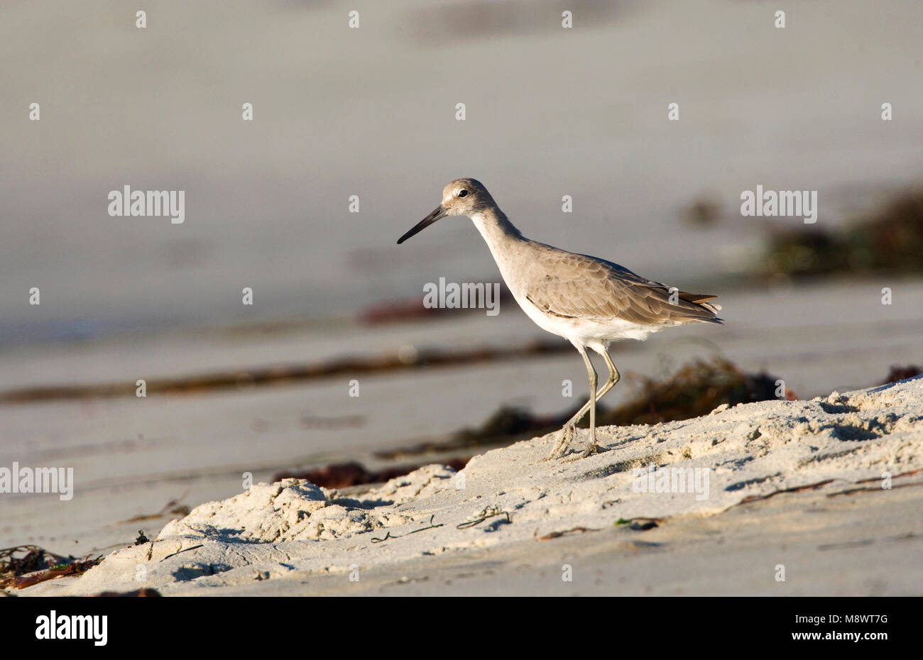 Willet; Western Willet Stock Photo - Alamy
