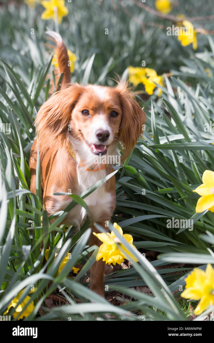 Greenwich, United Kingdom. 20th March, 2018. 11 month old Cockapoo Pip ...