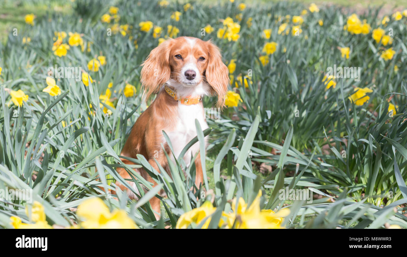 Greenwich, United Kingdom. 20th March, 2018. 11 month old Cockapoo Pip ...