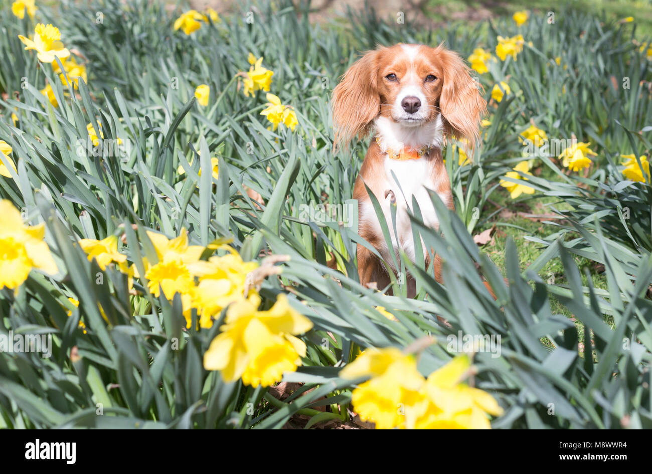 Greenwich, United Kingdom. 20th March, 2018. 11 month old Cockapoo Pip ...