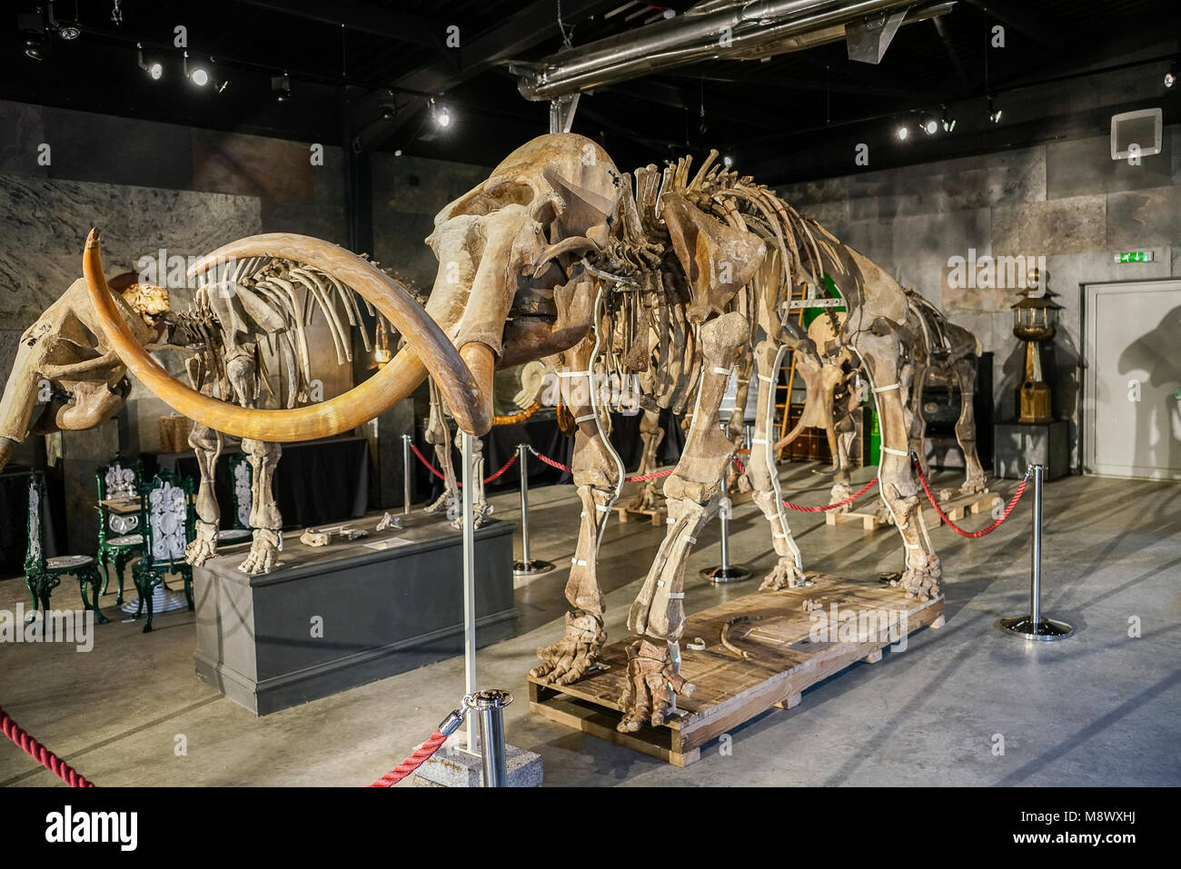 Woolly mammoth fossil hi-res stock photography and images - Alamy