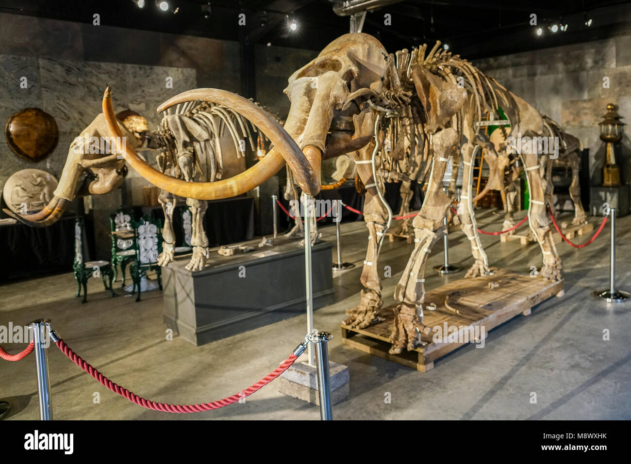 Ice age skeletons hi-res stock photography and images - Alamy