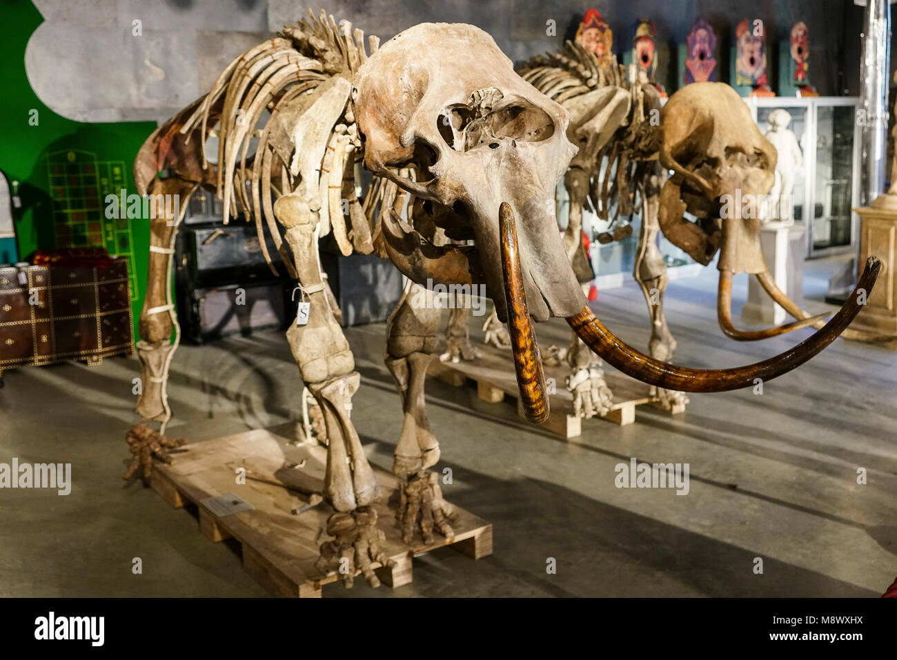 Woolly mammoth fossil hi-res stock photography and images - Alamy