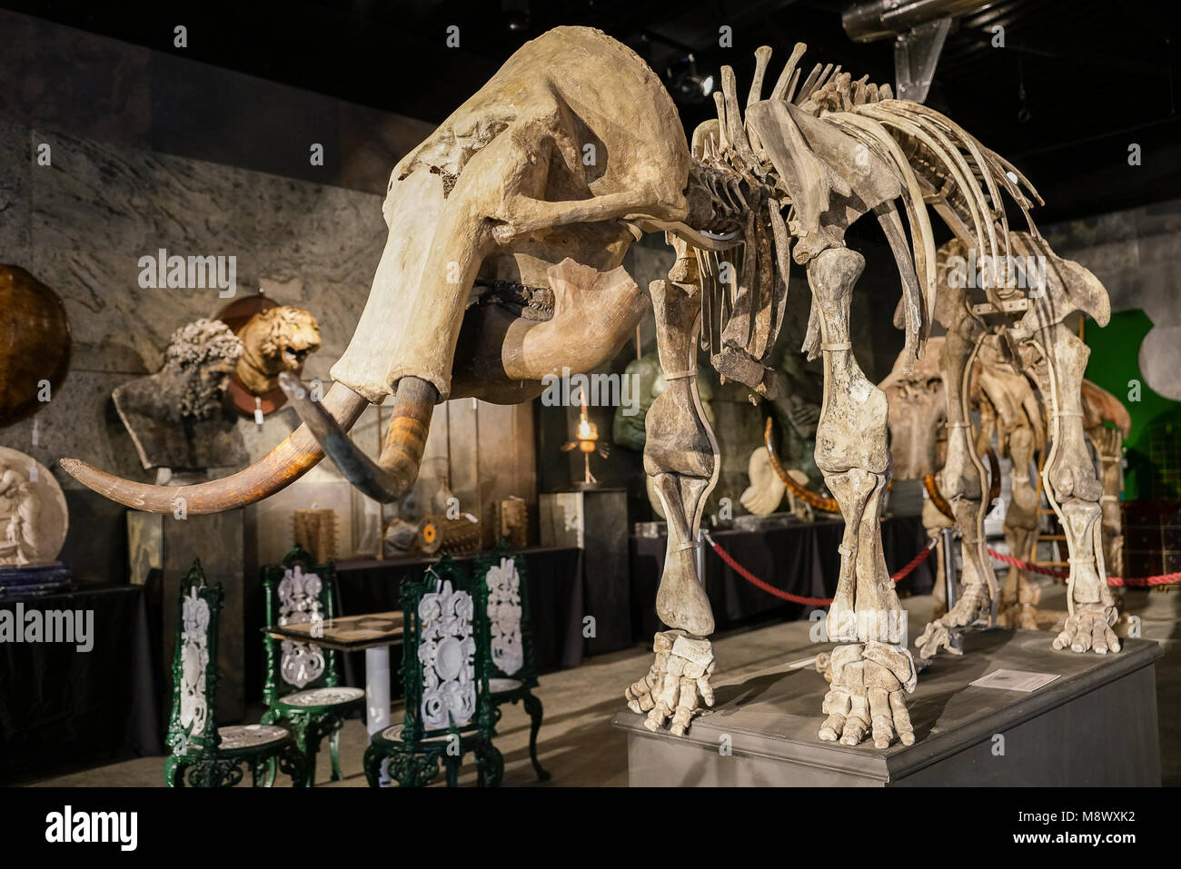 Ice age skeletons hi-res stock photography and images - Alamy
