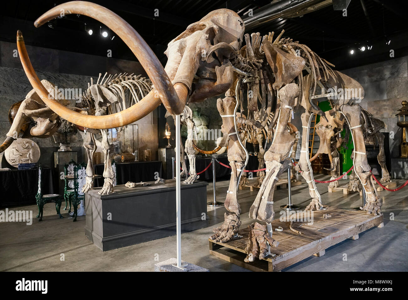 Woolly mammoth fossil hi-res stock photography and images - Alamy