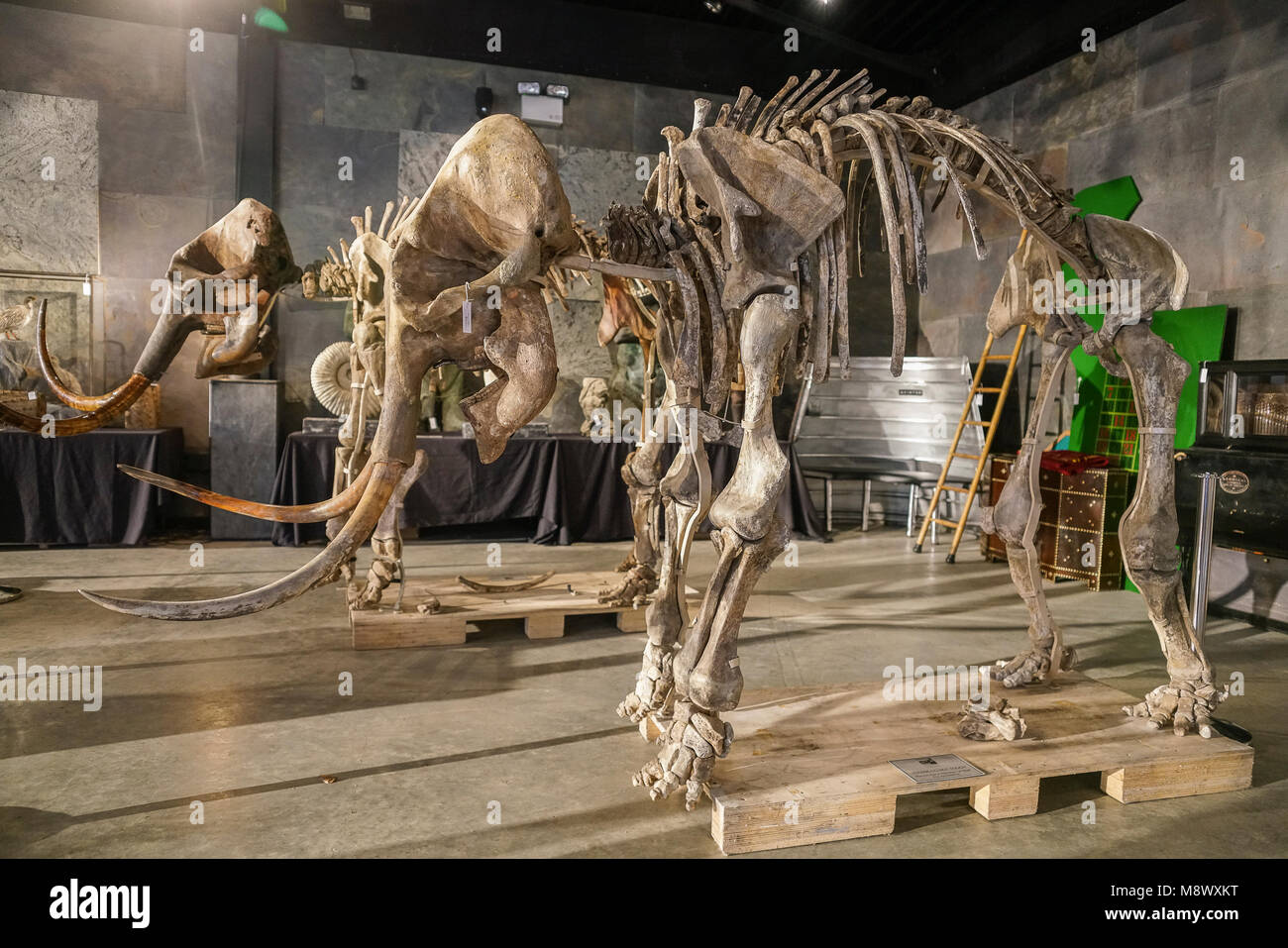 Ice age skeletons hi-res stock photography and images - Alamy