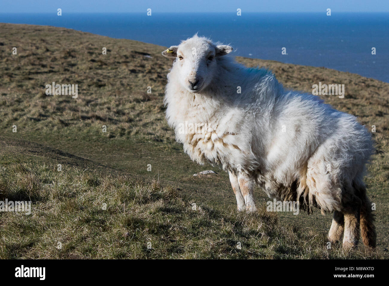 Landscape view of mountains and sea with wind farm at the Great Orme mountain in Llandudno ...
