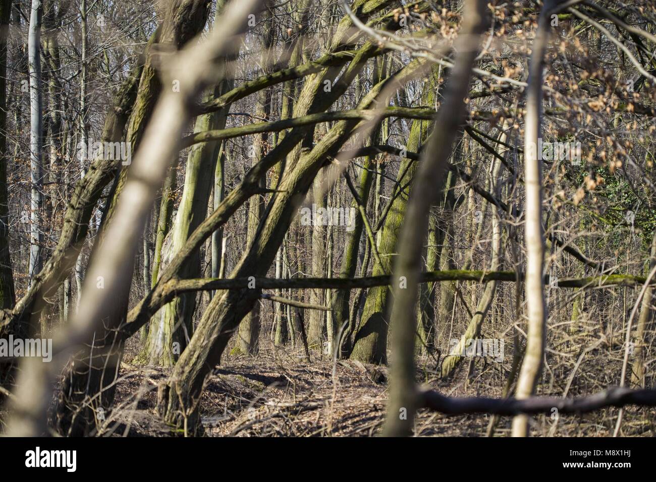 Poznan, Wielkopolska, Poland. 20th Mar, 2018. By the biologist's eyes ...