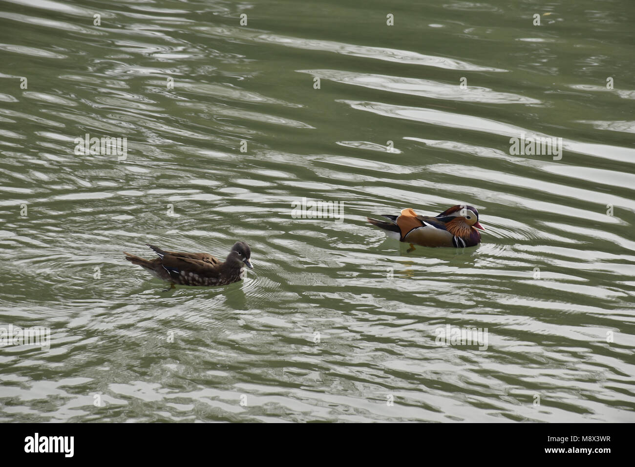 Live peking duck hi-res stock photography and images - Alamy