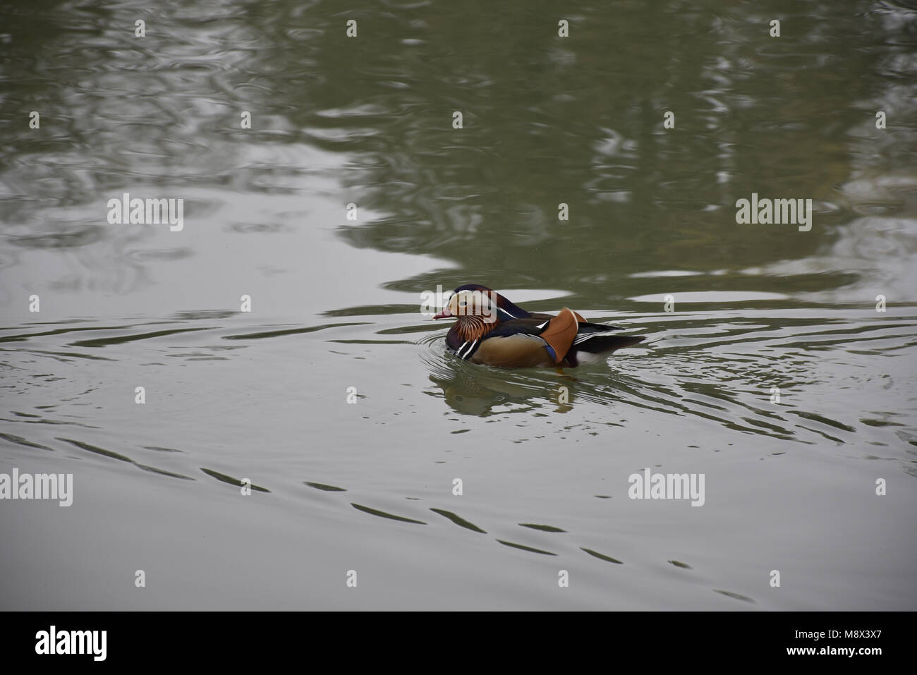 Live peking duck hi-res stock photography and images - Alamy