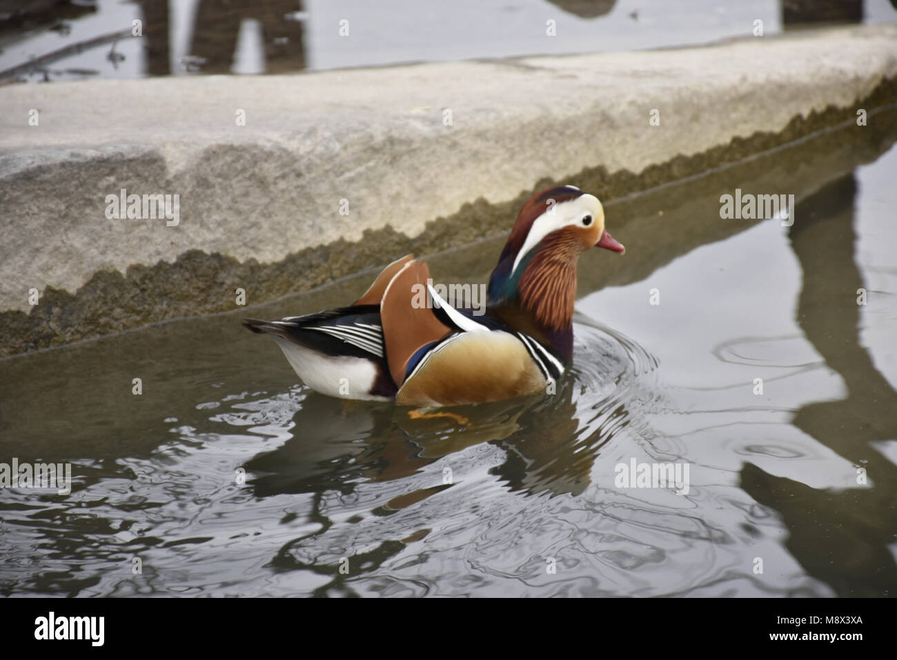 Live peking duck hi-res stock photography and images - Alamy