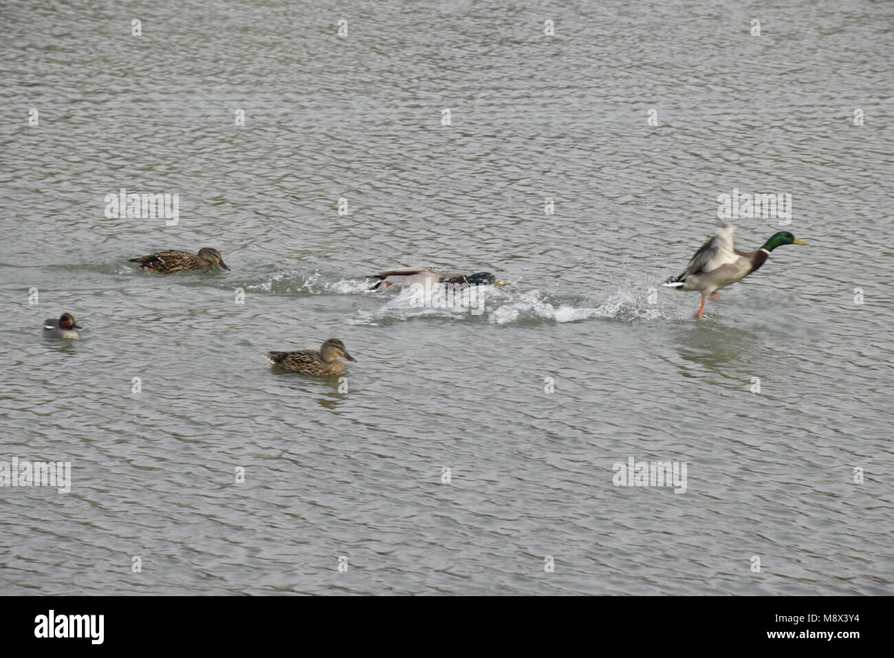 Live peking duck hi-res stock photography and images - Alamy
