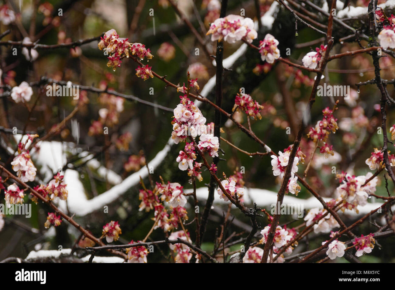 Tokyo is hit with unexpected snowfall on Spring Equinox Day, March 21 ...