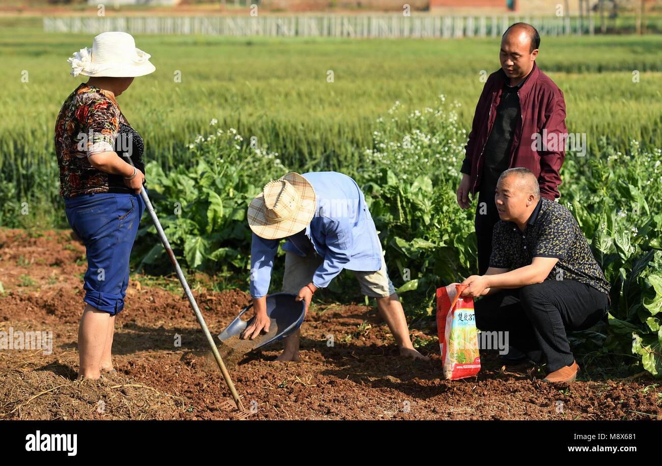 Mile, China's Yunnan Province. 20th Mar, 2018. Agricultural technicians ...